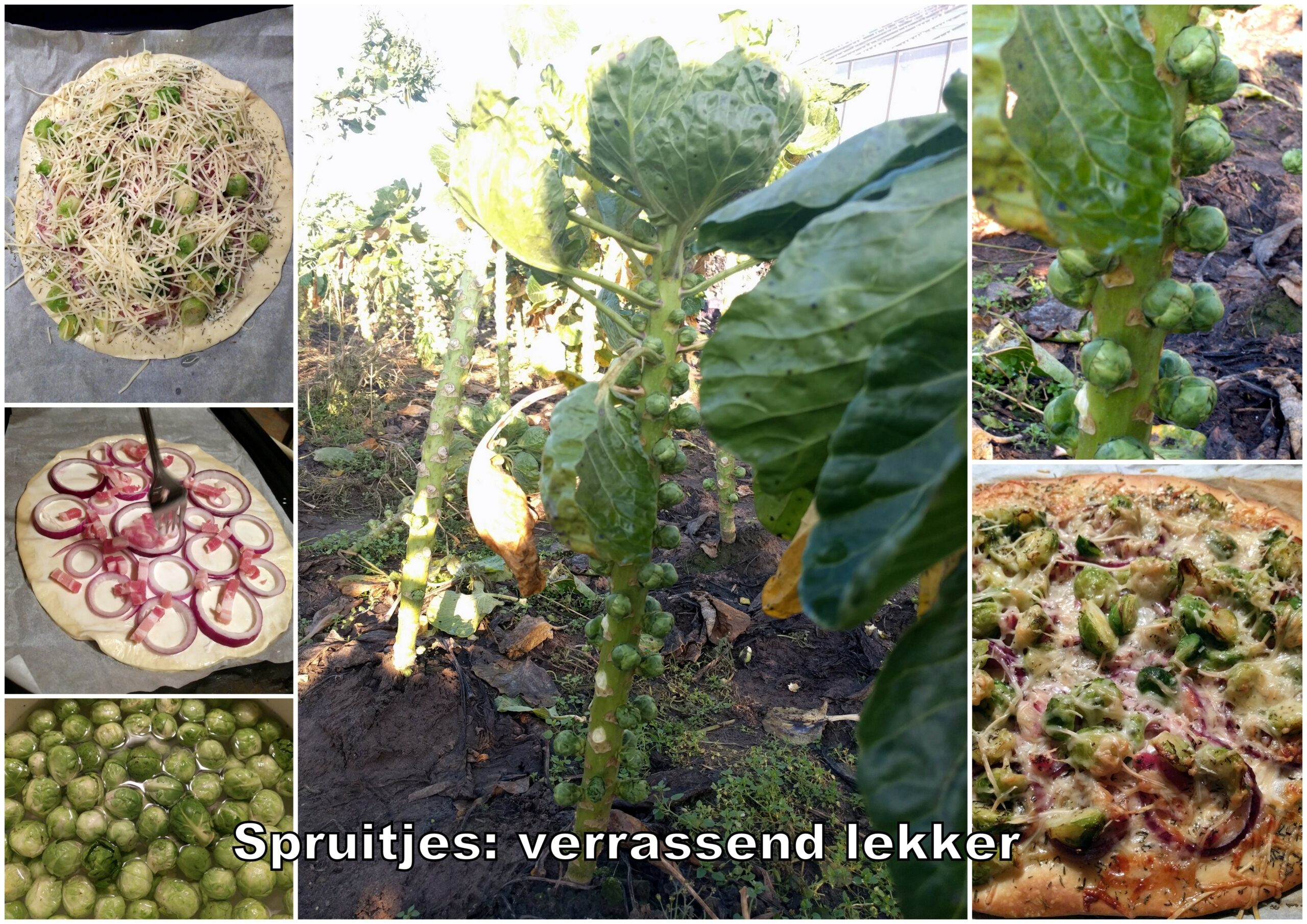 Seizoensgroenten: spruitjes – start-to-eco.be